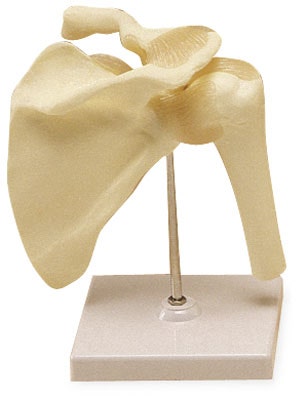 Functional Shoulder Joint Right | Medco Sports Medicine
