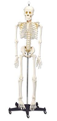 Anatomical Models | Medco Sports Medicine