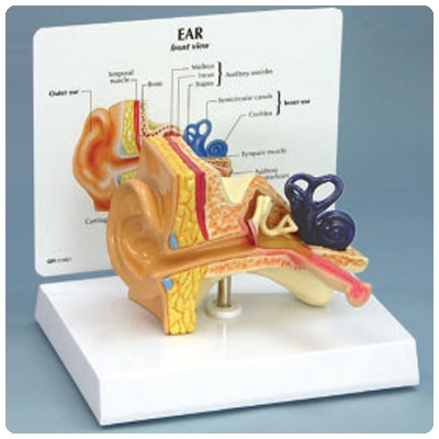 Child's Ear Model | Medco Sports Medicine