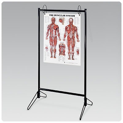 Anatomical Charts & Stands | Medco Sports Medicine
