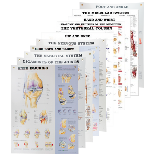 Anatomical Chart Series | Medco Sports Medicine
