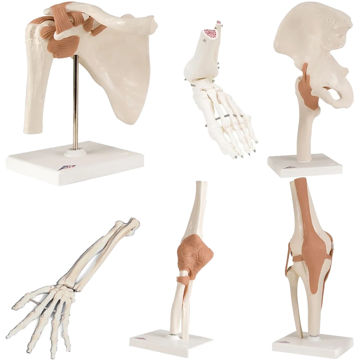 Anatomical Models | Medco Sports Medicine