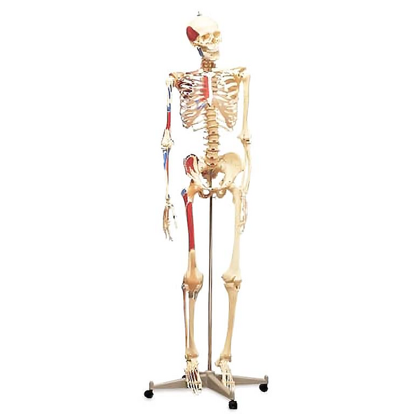 Mr. Superskeleton | Medco Sports Medicine
