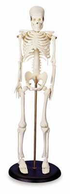 My First Skeleton (Tiny Tim) | Medco Sports Medicine